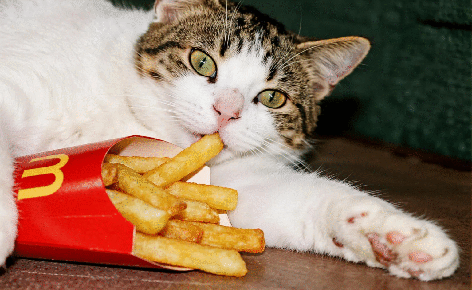 The Truth About Cats and Fries: A Comprehensive Guide - PawPawNest